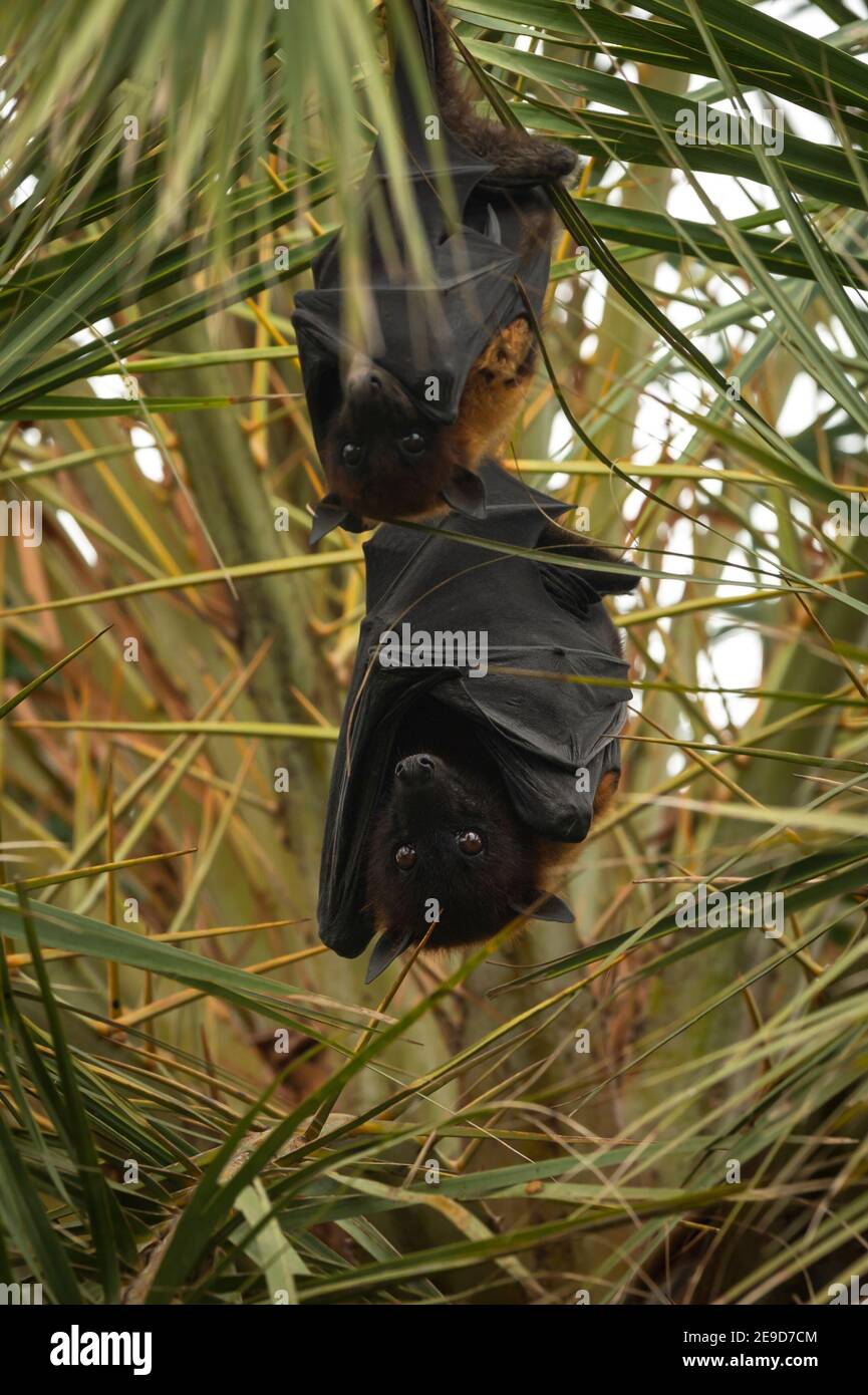 indian flying fox or greater indian fruit bat portrait hanging from ...