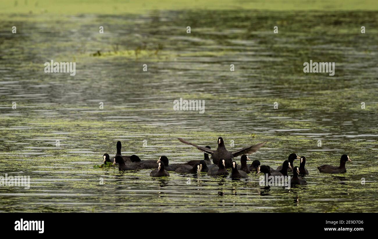 Australian Bird Migration High Resolution Stock Photography and Images ...