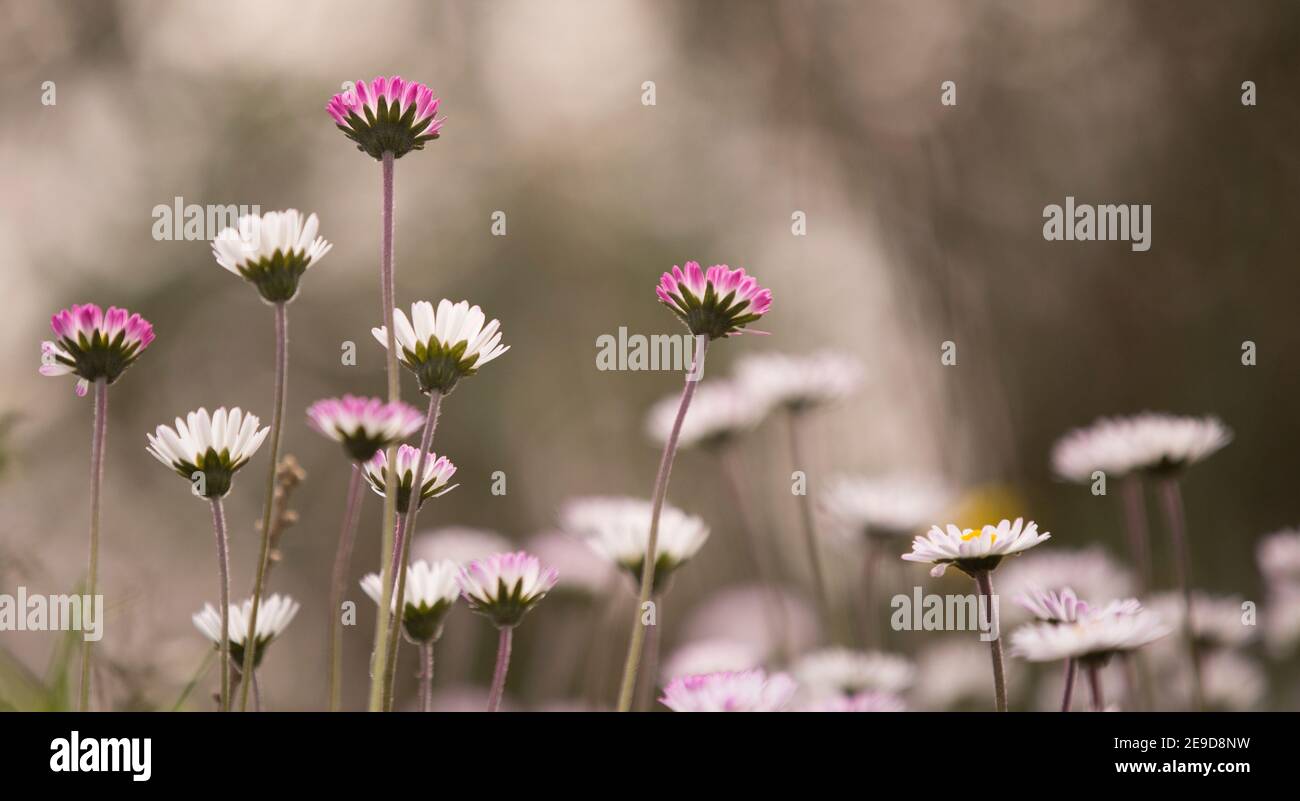 A field of wild white and yellow Southern Daisy (Bellis sylvestris ...