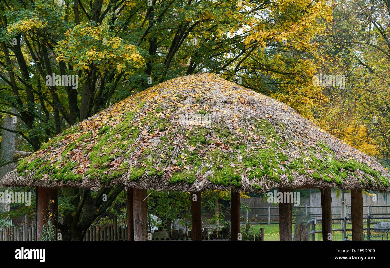 Roof overgrown with moss and other plants Stock Photo - Alamy