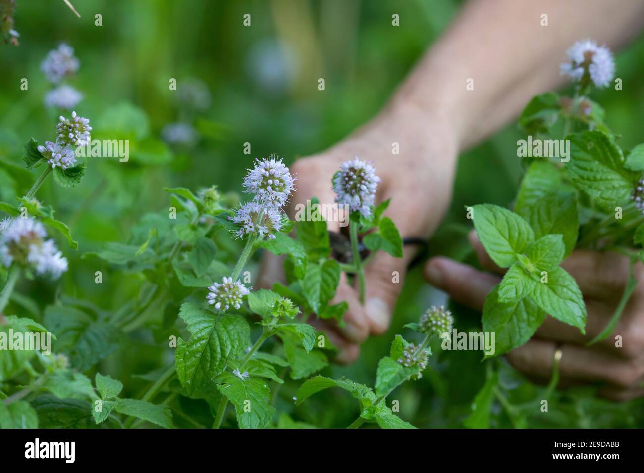 Wild water mint, Water mint, Horse mint (Mentha aquatica), flowering ...