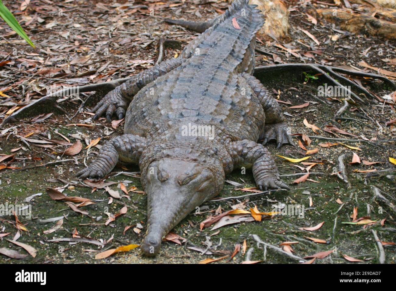 Australian Freshwater Crocodile