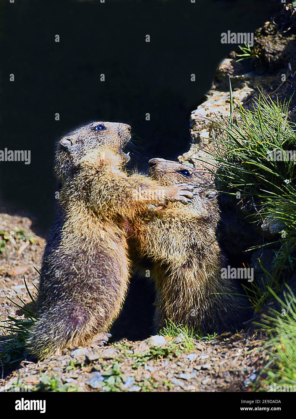 alpine marmot (Marmota marmota), two young marmots embracing, side view, France, Savoie, Vanoise ...
