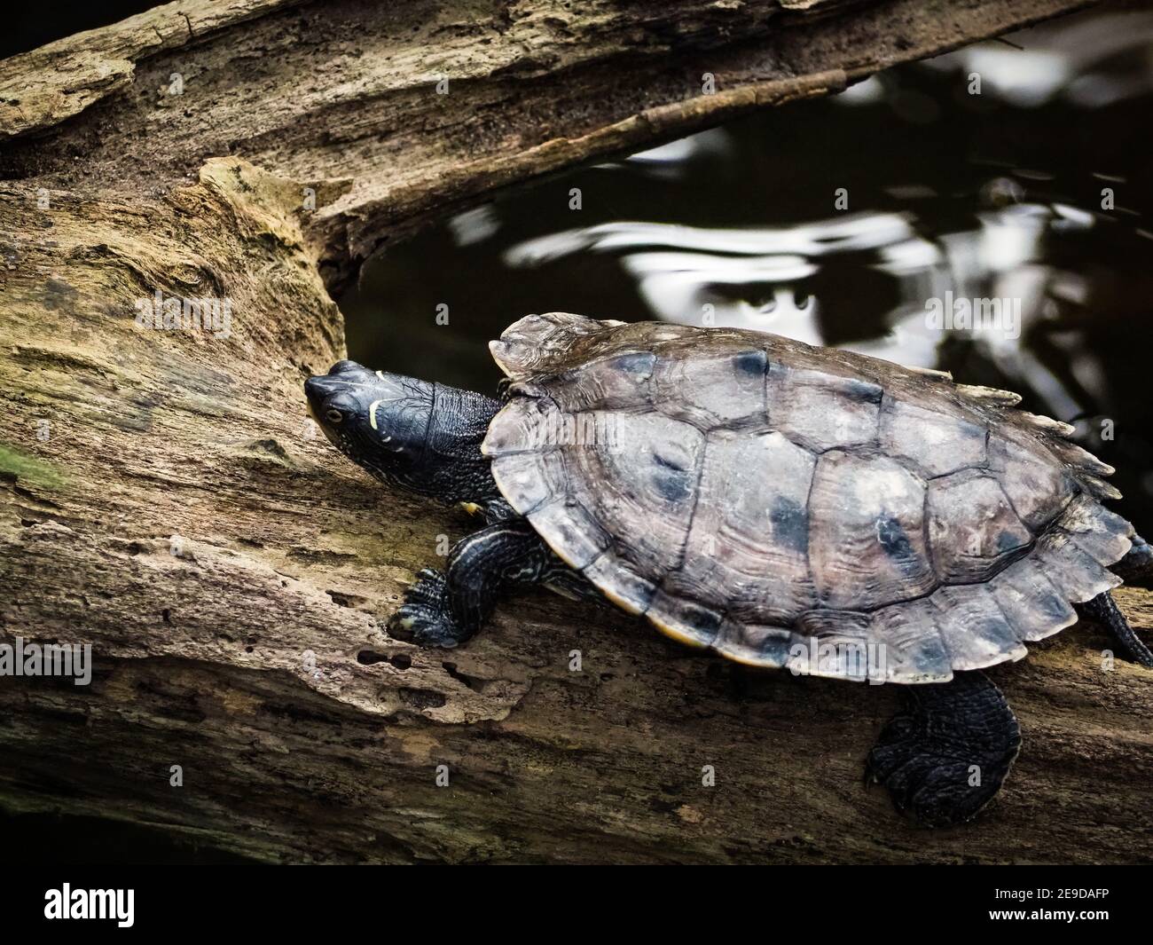 High angle shot of a turtle on a wooden trunk in the pond Stock Photo ...