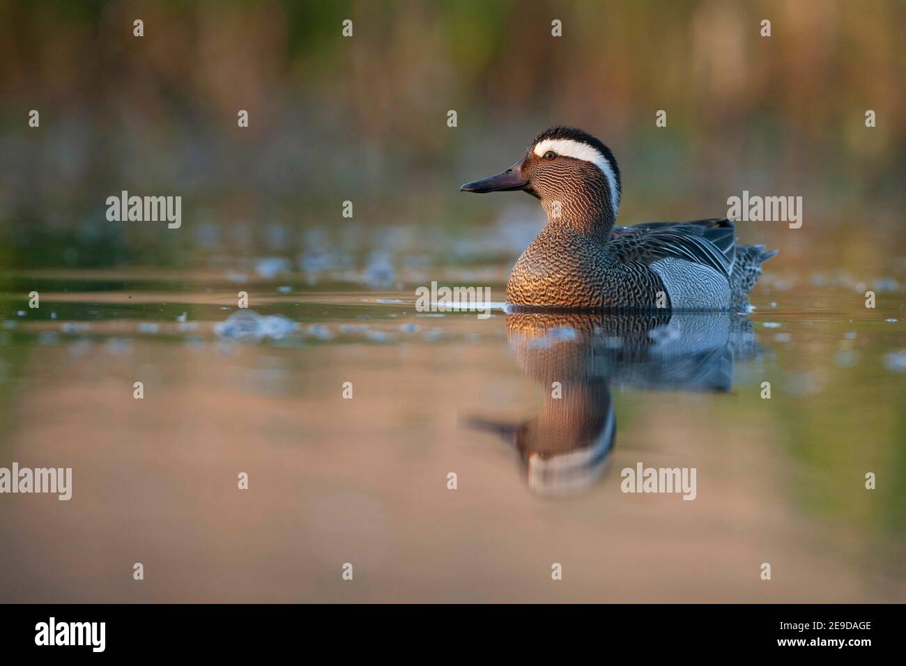 Garganey drake hi-res stock photography and images - Alamy