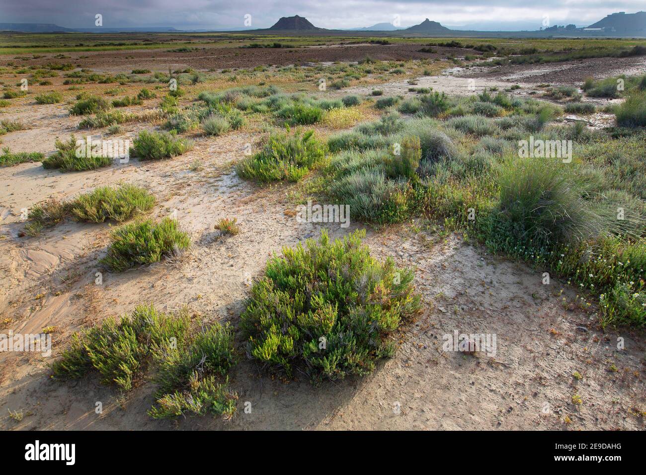 Semi desert landscape desert plants hi-res stock photography and images ...