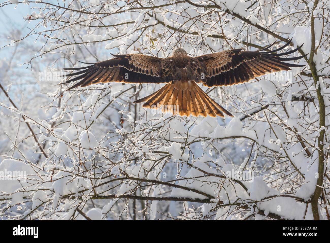 Red kite in snowy hi-res stock photography and images - Alamy