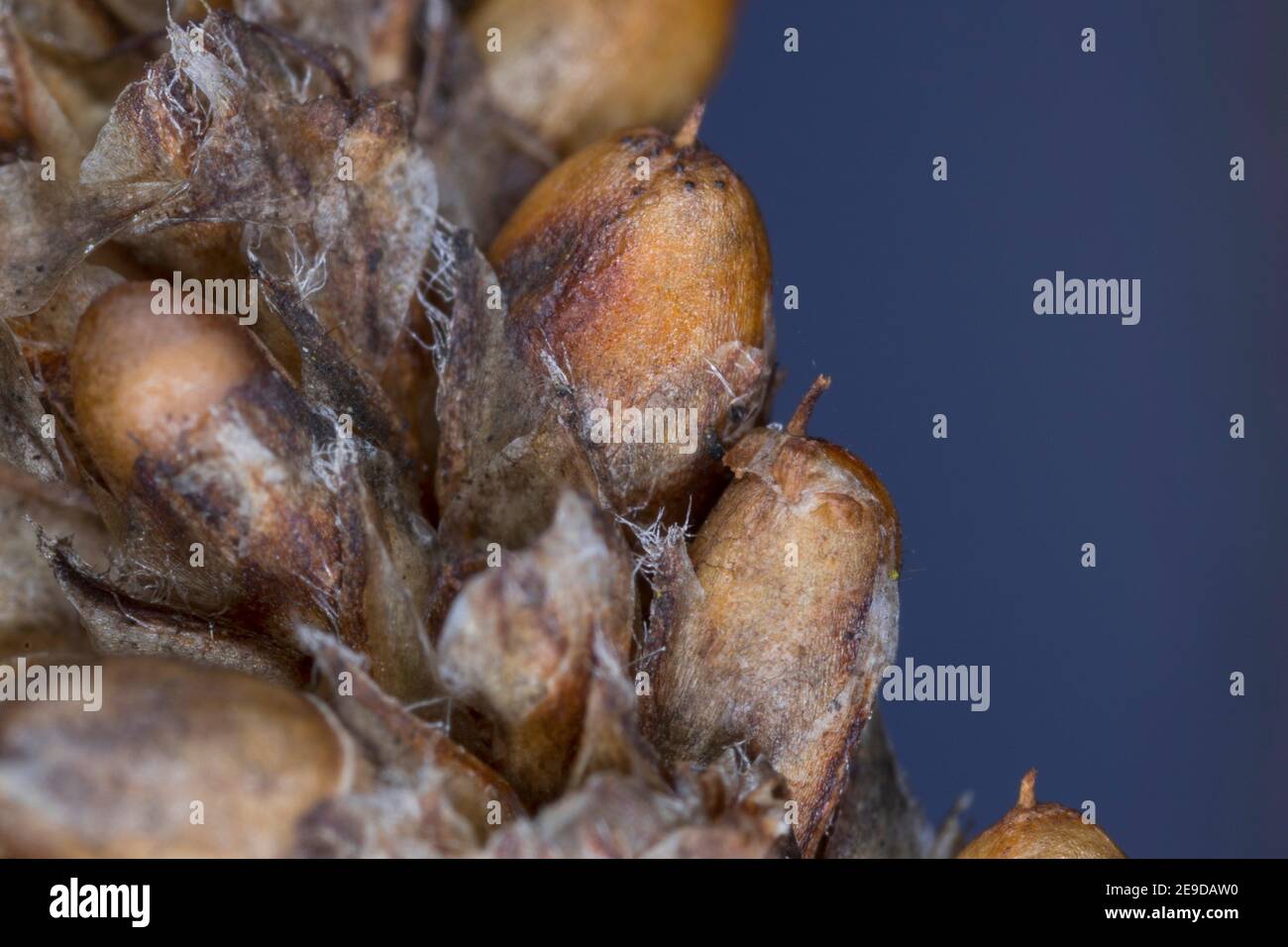 buckhorn plantain, English plantain, ribwort plantain, rib grass ...