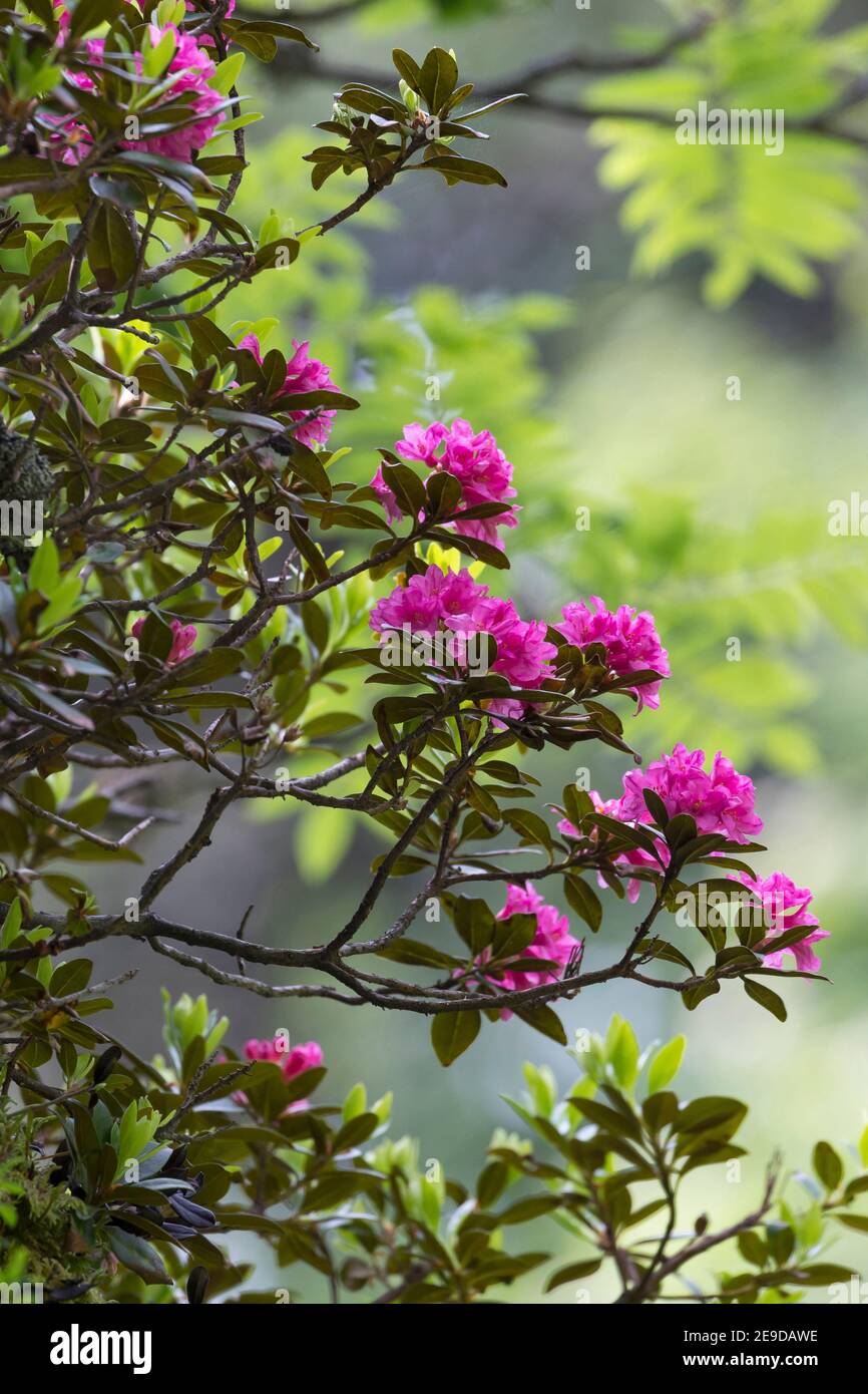 Rust-leaved alpine rose, snow-rose, snowrose, Rusty-leaved alpenrose ...