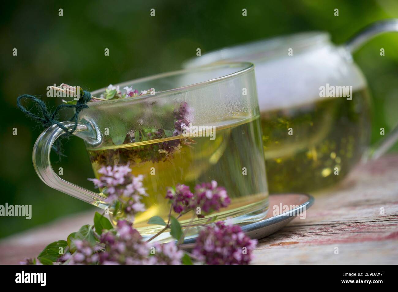 wild origanum, wild marjoram (Origanum vulgare), selfmade tea from wild ...