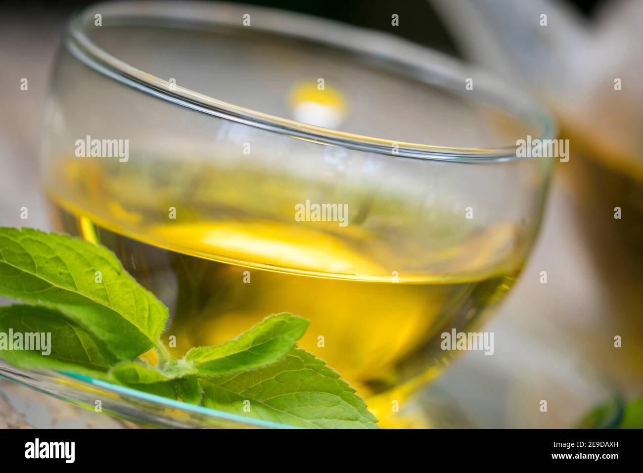 Wild water mint, Water mint, Horse mint (Mentha aquatica), selfmade tea ...