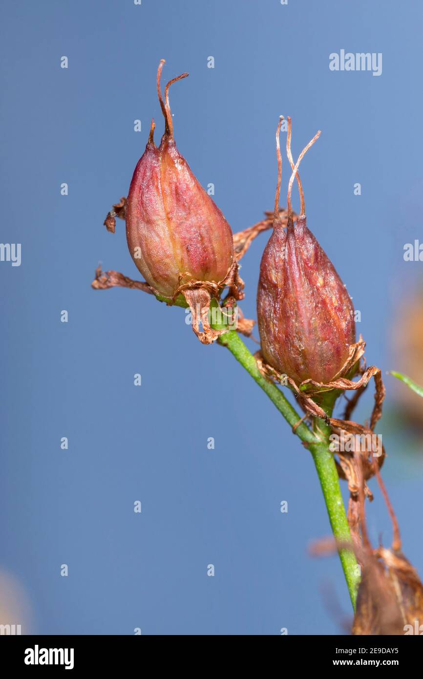Hypericum Perforatum Fruit