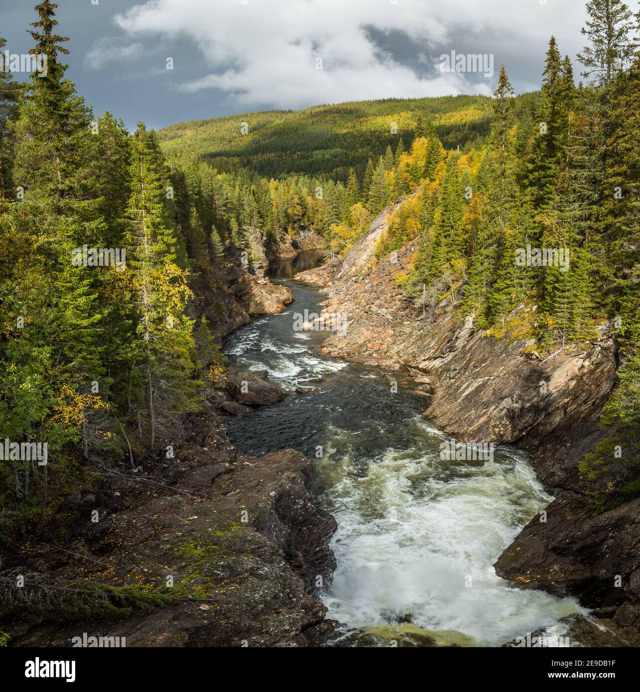 Autumn in Norway. River Gaula andboreal mountain forests. Natural ...