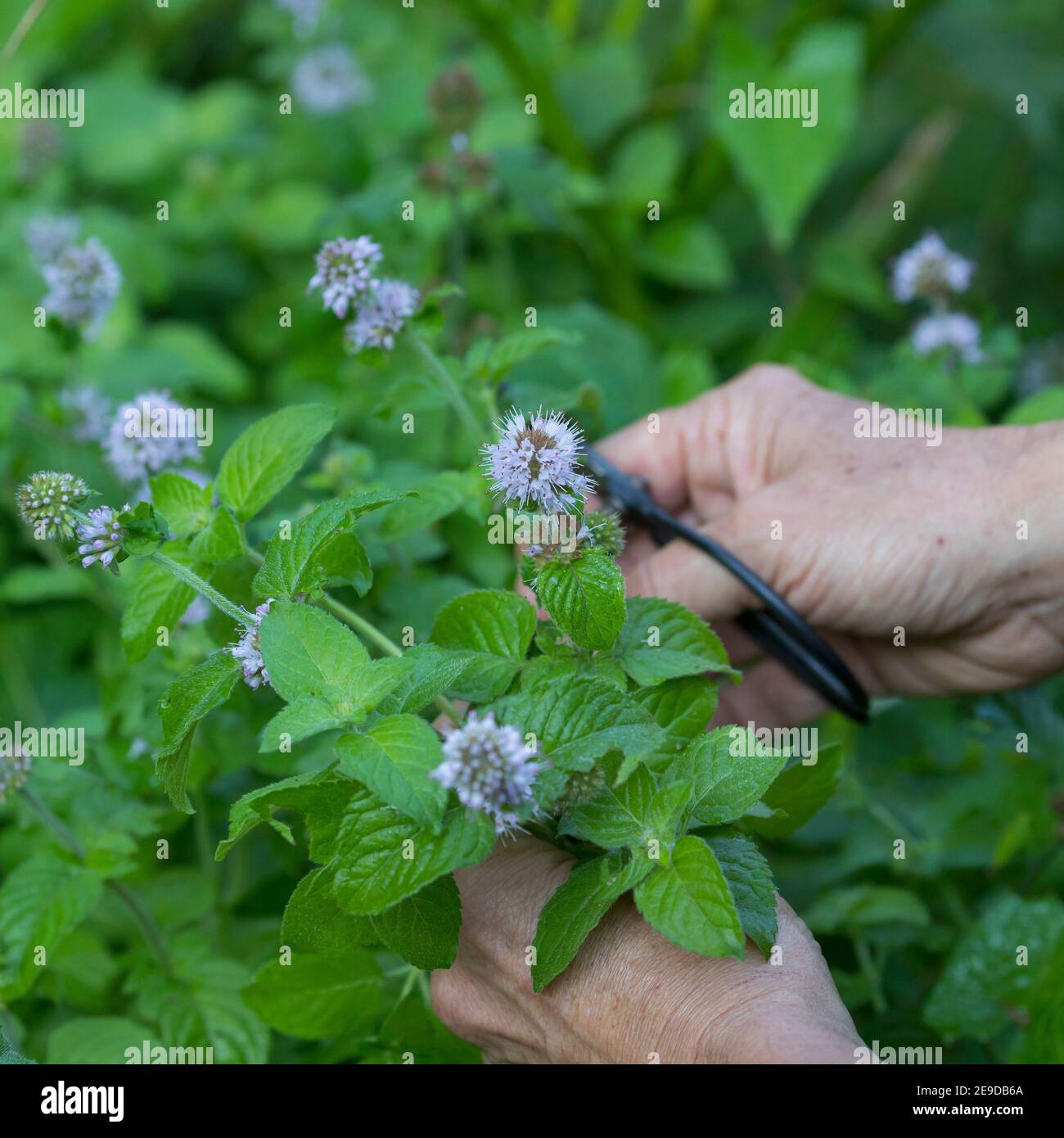 Wild water mint, Water mint, Horse mint (Mentha aquatica), flowering ...