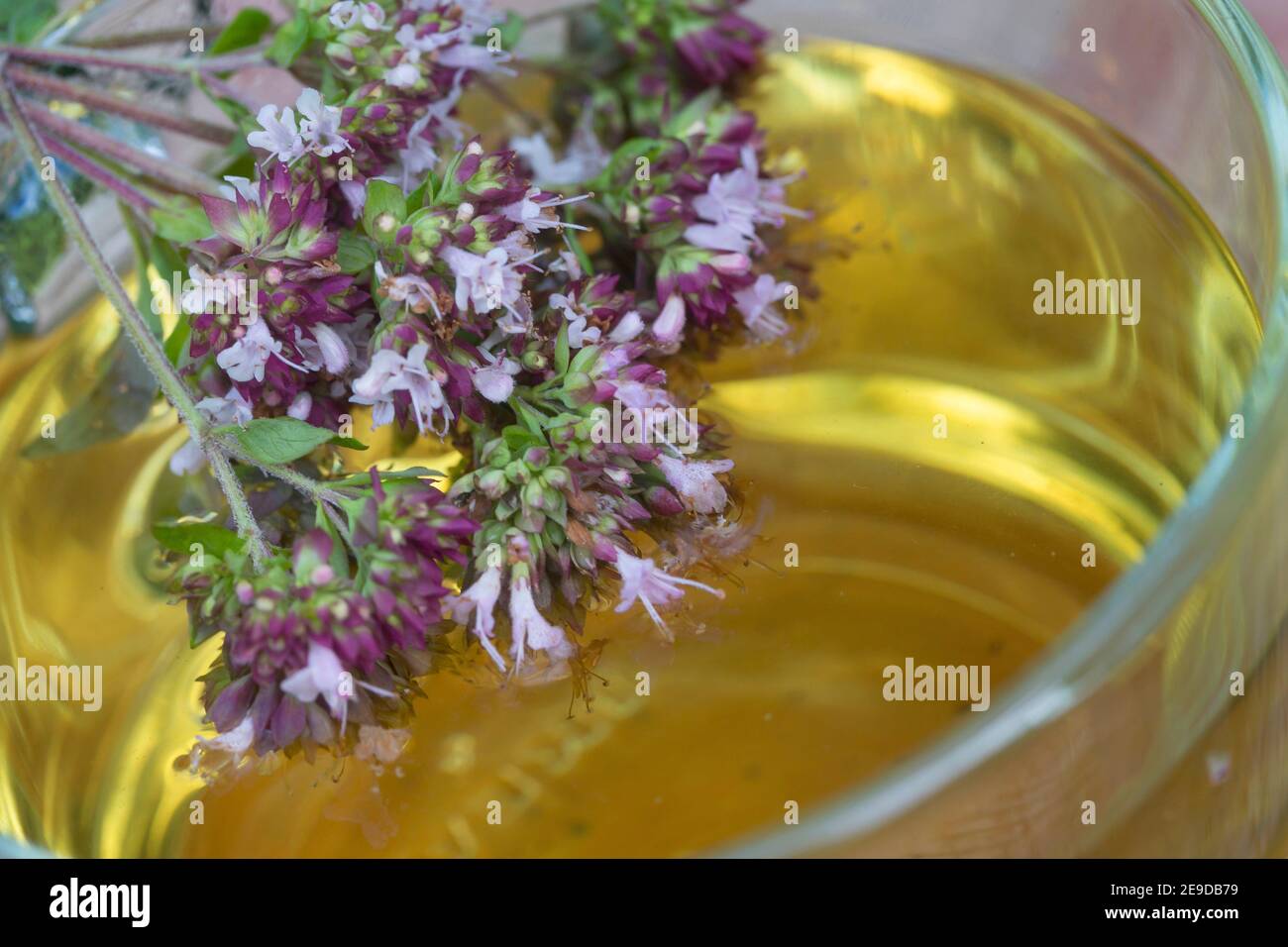 wild origanum, wild marjoram (Origanum vulgare), selfmade tea from wild ...