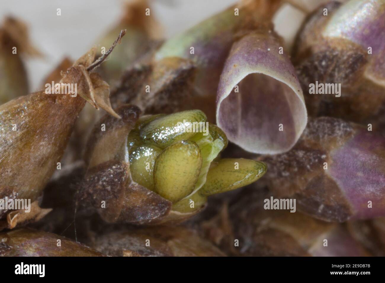 buckhorn plantain, English plantain, ribwort plantain, rib grass ...