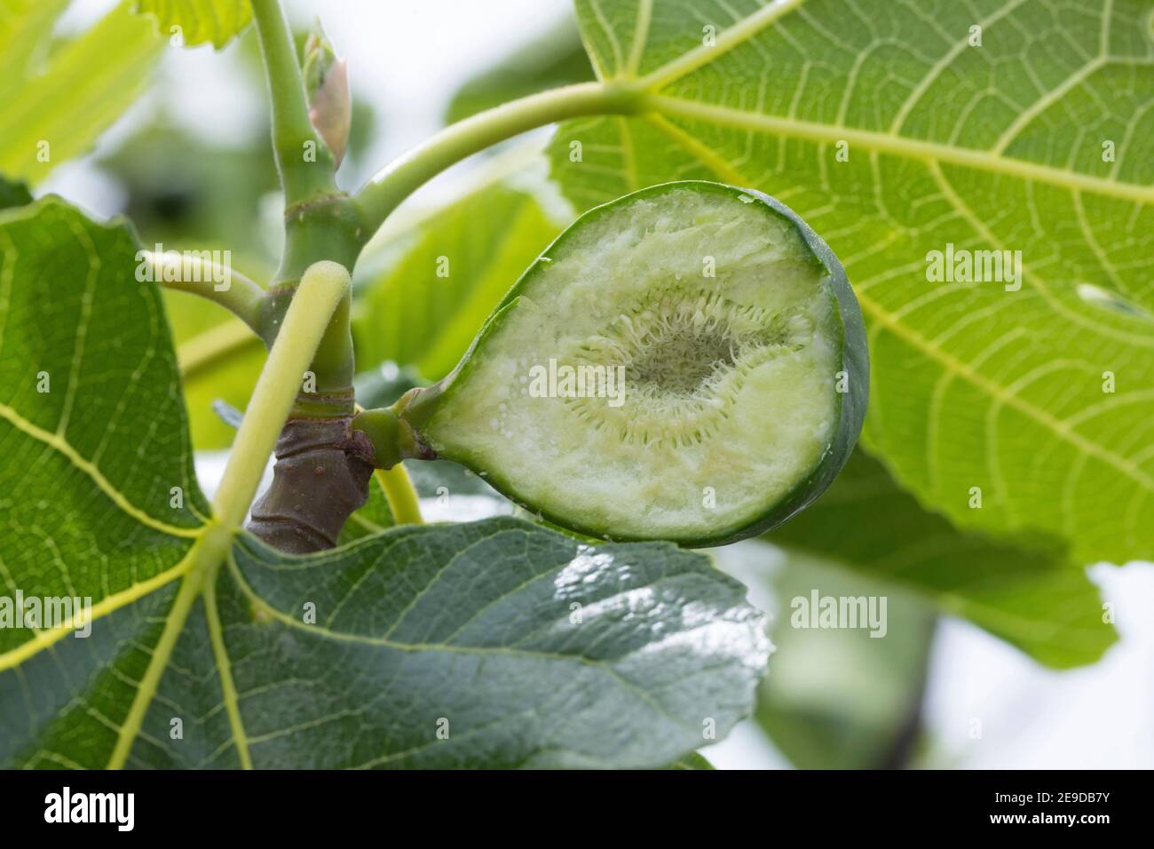 Edible fig, Common fig, Figtree (Ficus carica), sliced fig on a branch ...