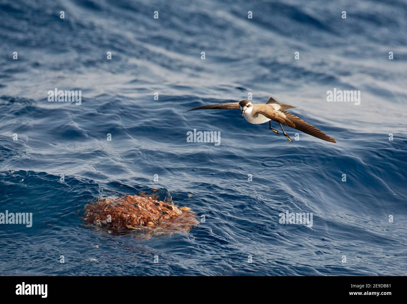 white-faced storm petrel, white-faced petrel (Pelagodroma marina), in ...