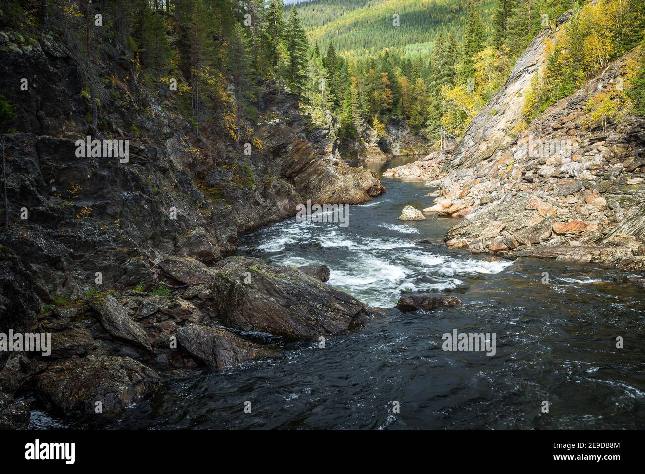 Autumn in Norway. River Gaula andboreal mountain forests. Natural ...