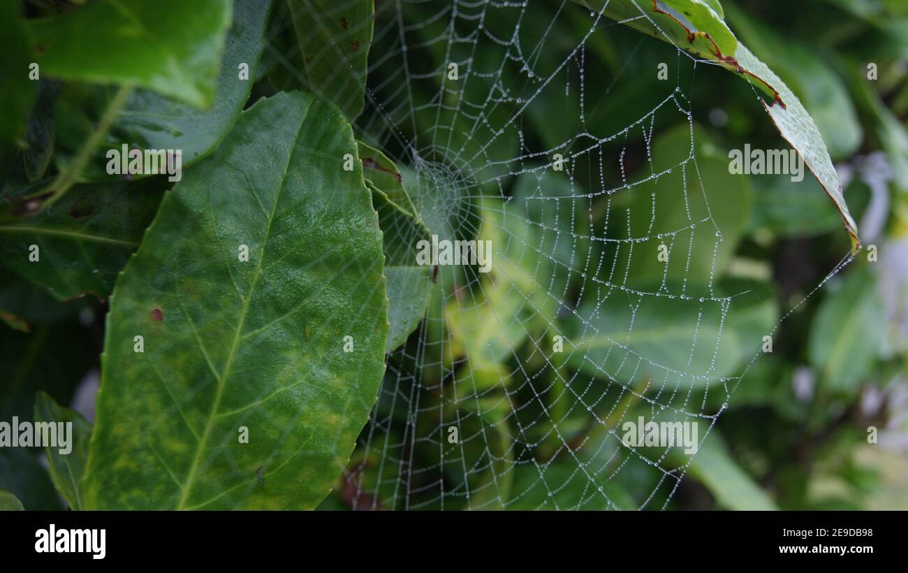 Most beautiful spiders hi-res stock photography and images - Alamy