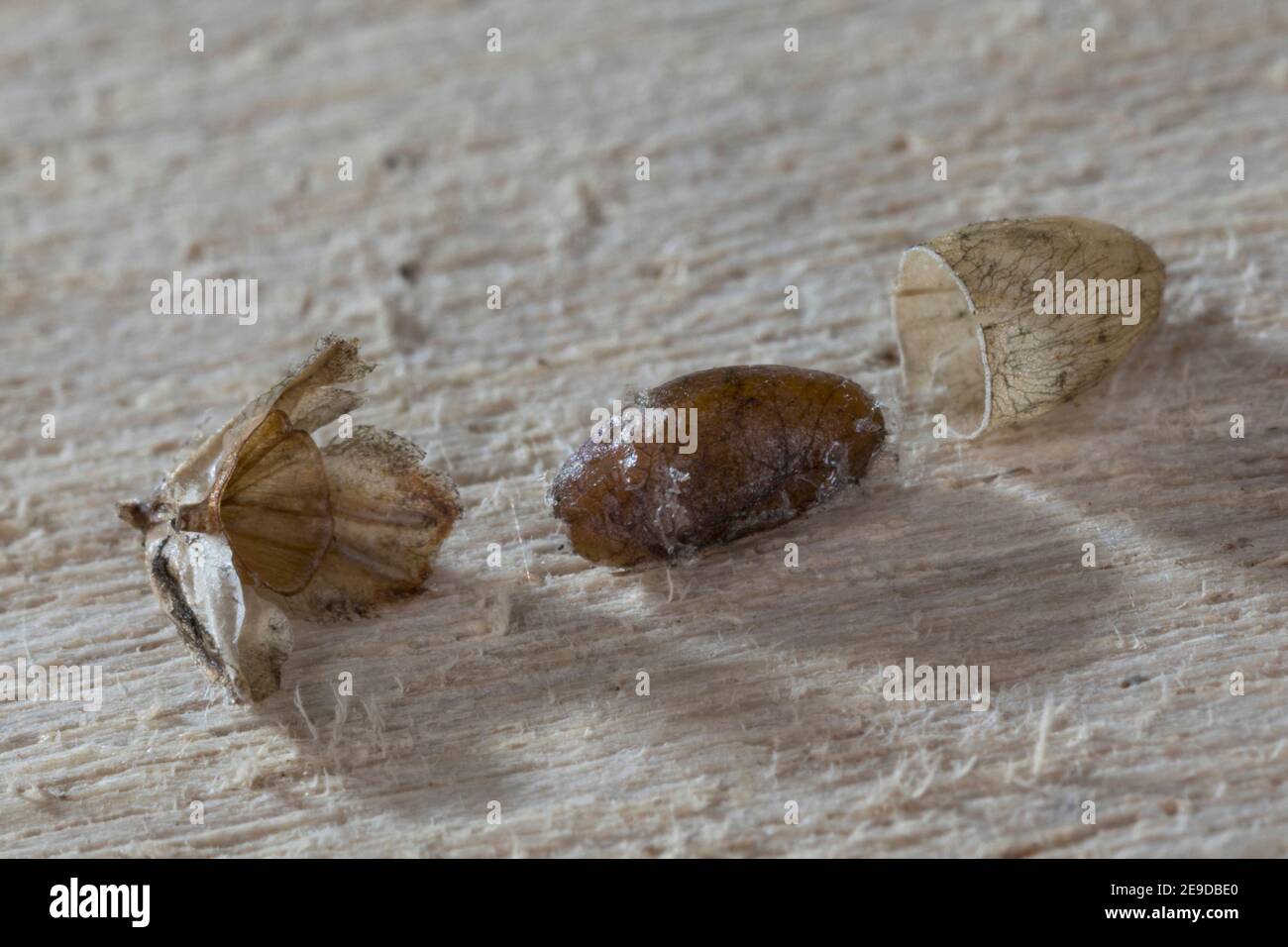 buckhorn plantain, English plantain, ribwort plantain, rib grass ...