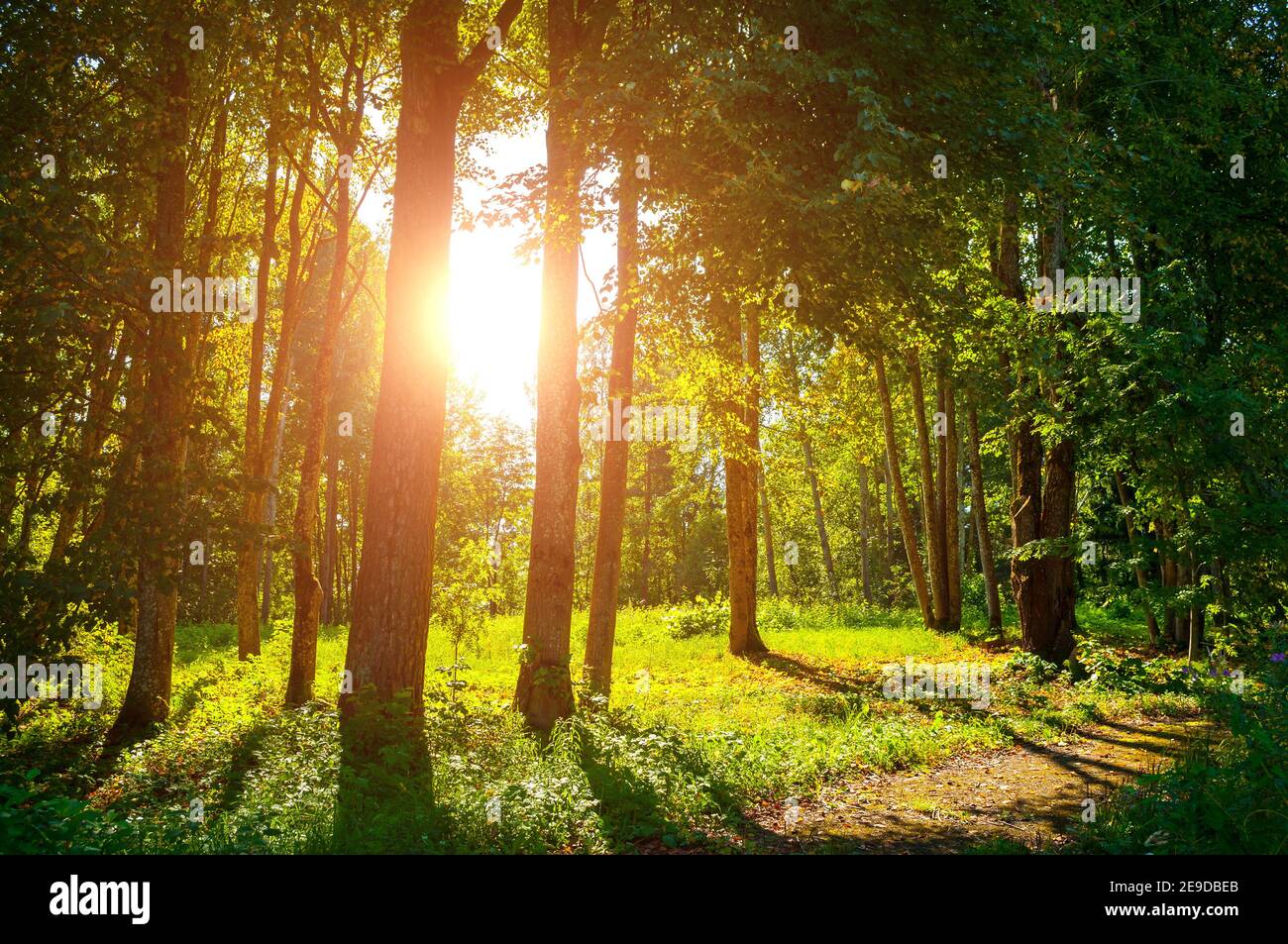 Summer forest landscape in sunny evening, summer forest trees lit by ...