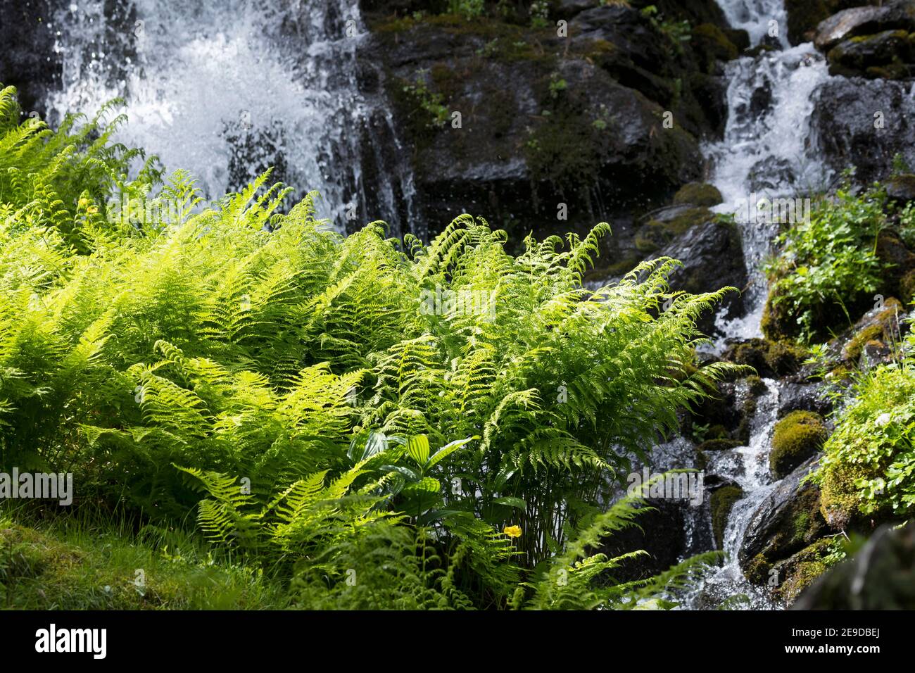 Ferns waterfall fern hi-res stock photography and images - Alamy