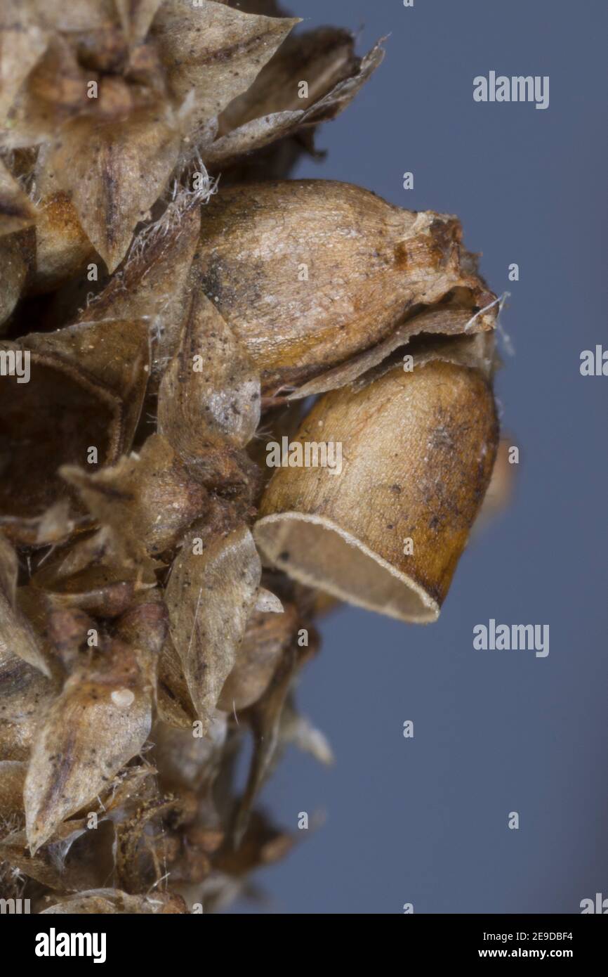 buckhorn plantain, English plantain, ribwort plantain, rib grass ...