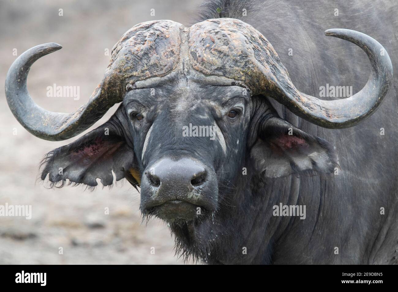 African buffalo (Syncerus caffer), male, portrait, South Africa ...