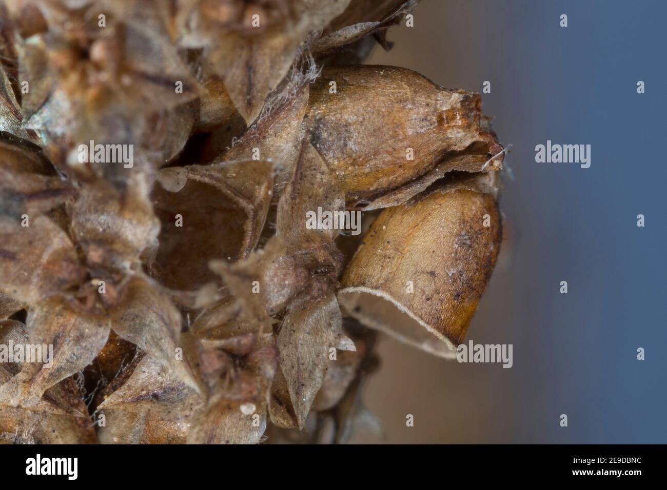 buckhorn plantain, English plantain, ribwort plantain, rib grass ...