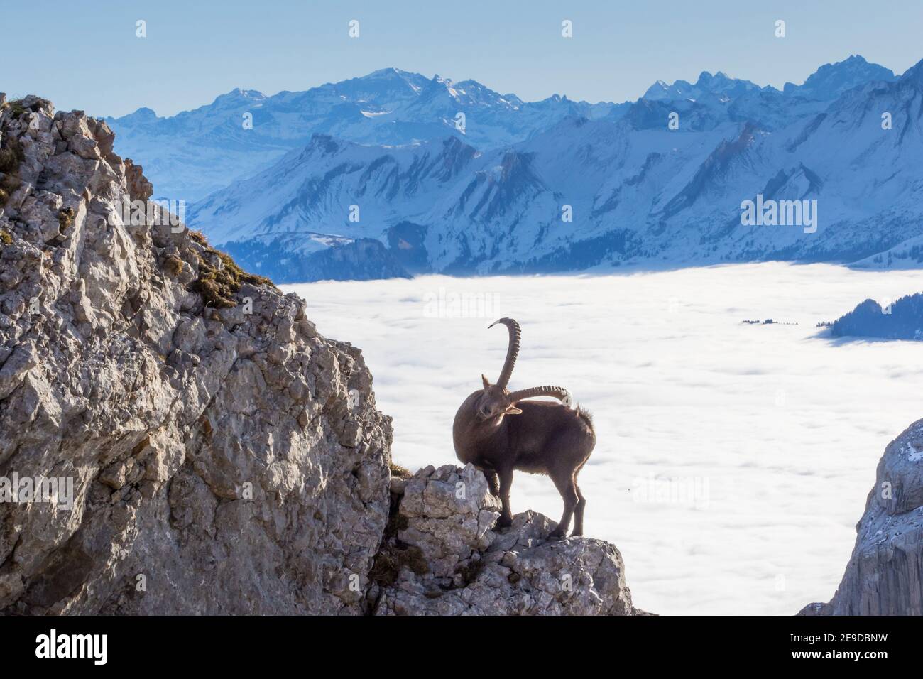 Alpine ibex (Capra ibex, Capra ibex ibex), male stands on a slope ...