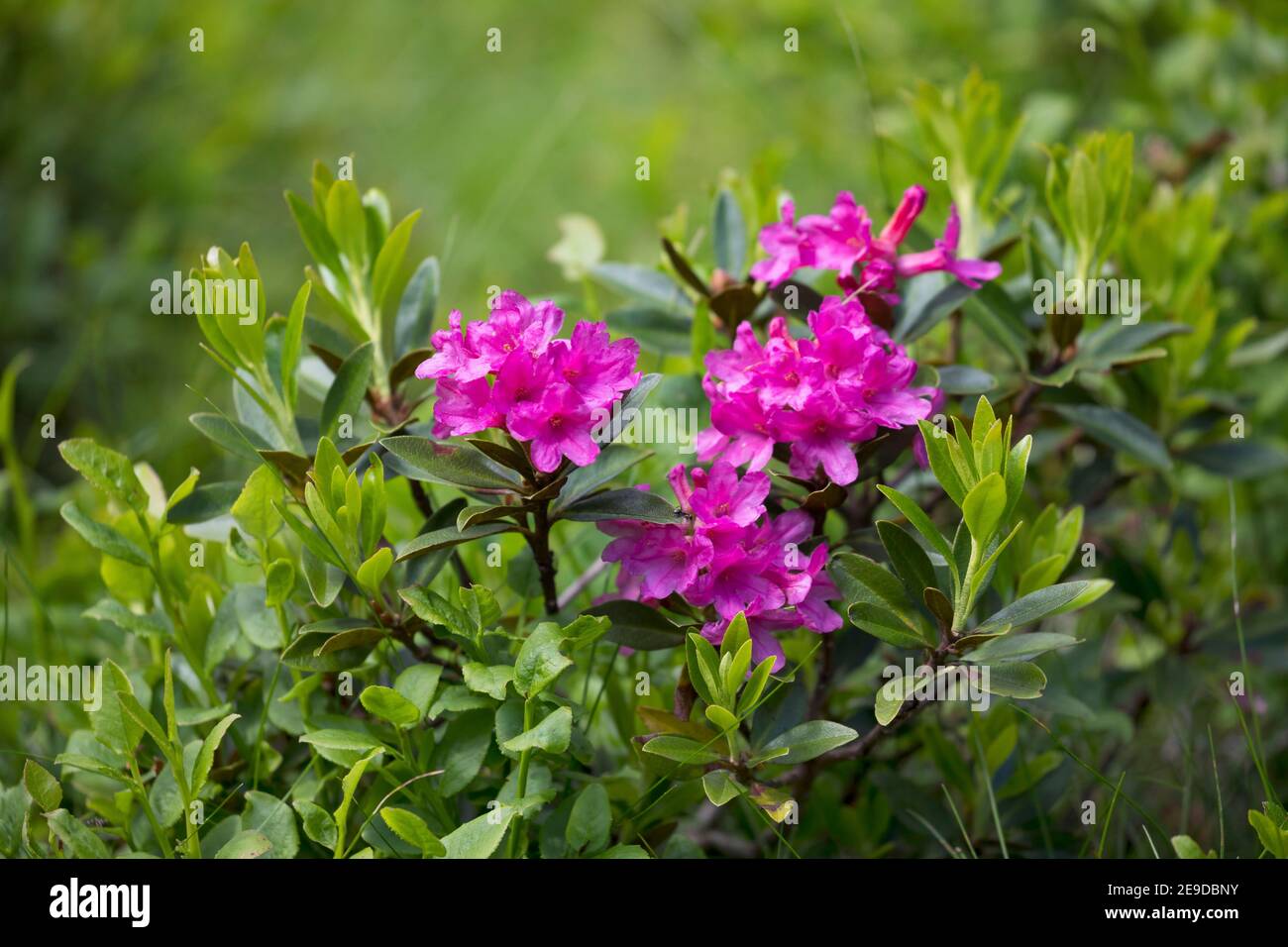Rust-leaved alpine rose, snow-rose, snowrose, Rusty-leaved alpenrose ...