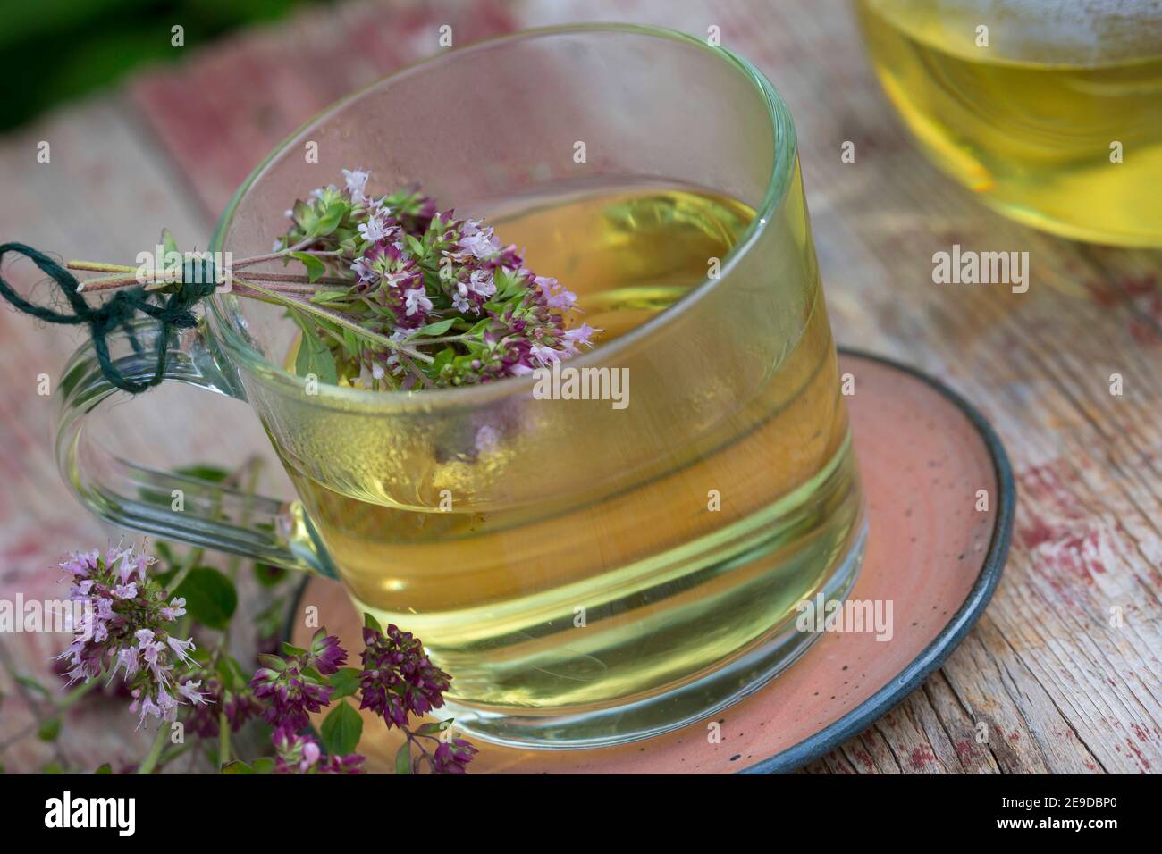 wild origanum, wild marjoram (Origanum vulgare), selfmade tea from wild ...