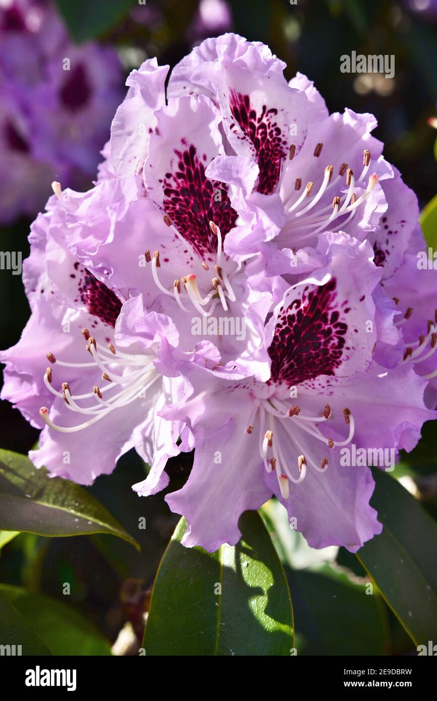 rhododendron (Rhododendron spec.), flowers Stock Photo - Alamy