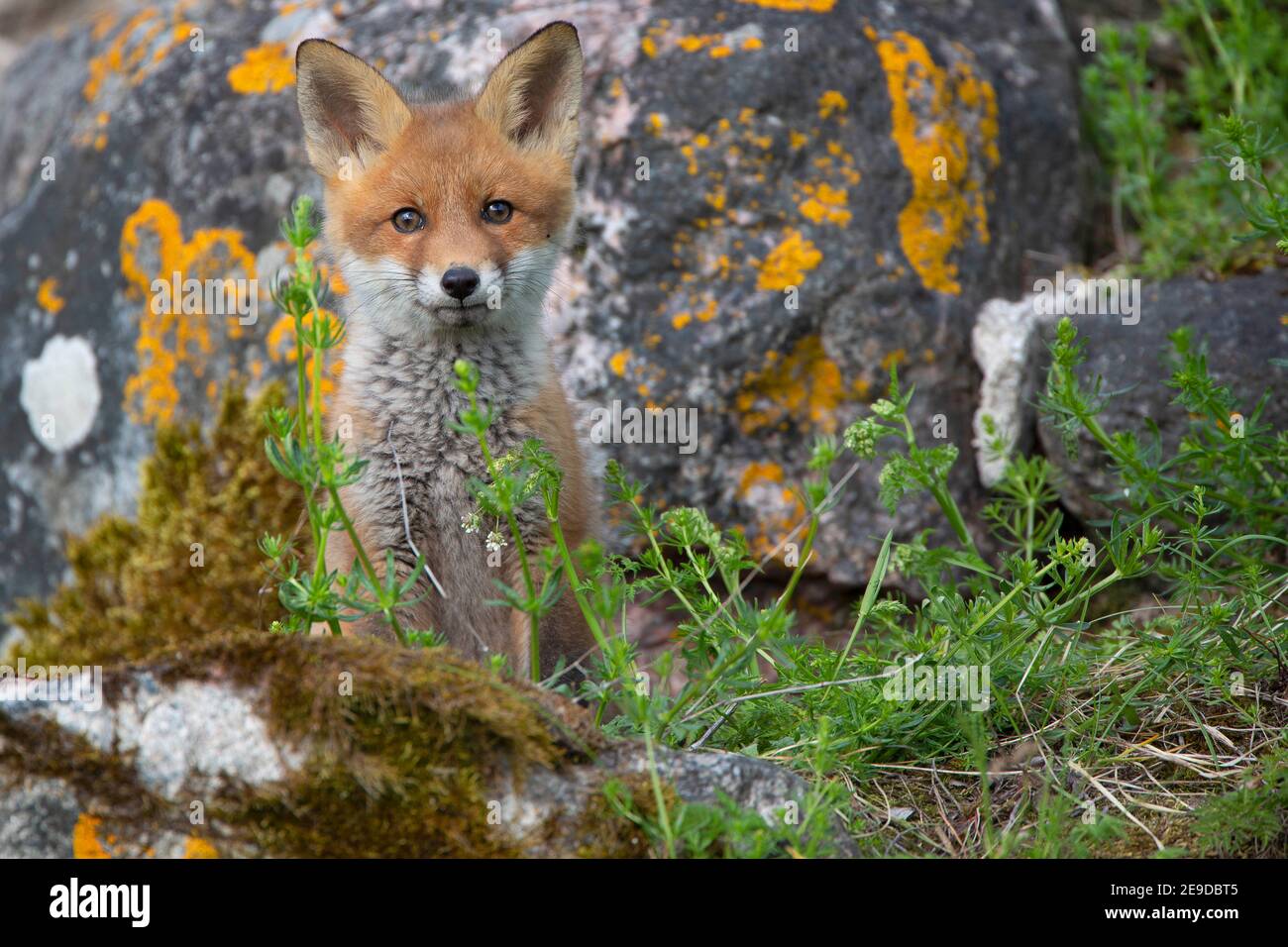 red fox (Vulpes vulpes), juvenile fox sitting in front of a boulder, front view, Estonia, Soomaa ...