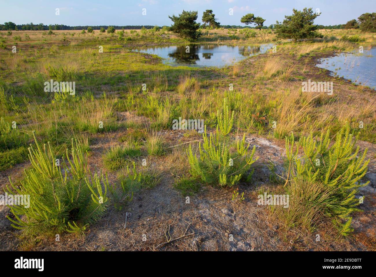 Common Heather, Ling, Heather (Calluna vulgaris), heather and young ...
