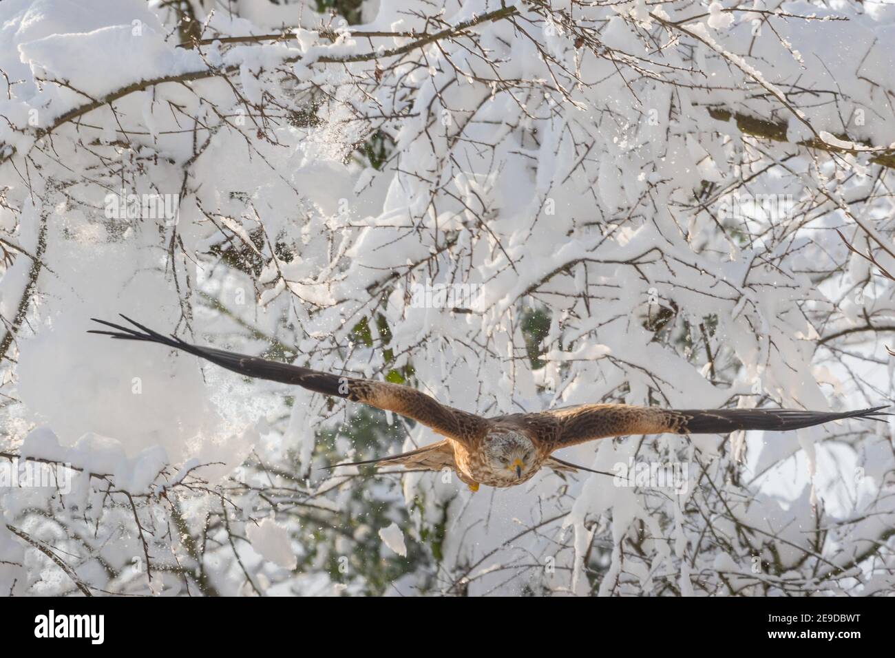 Red kite in snowy hi-res stock photography and images - Alamy