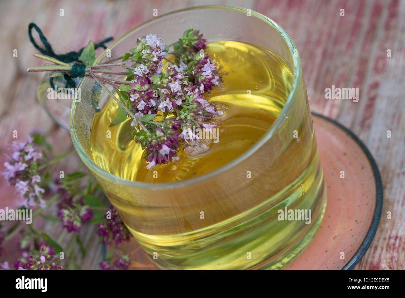 wild origanum, wild marjoram (Origanum vulgare), selfmade tea from wild ...