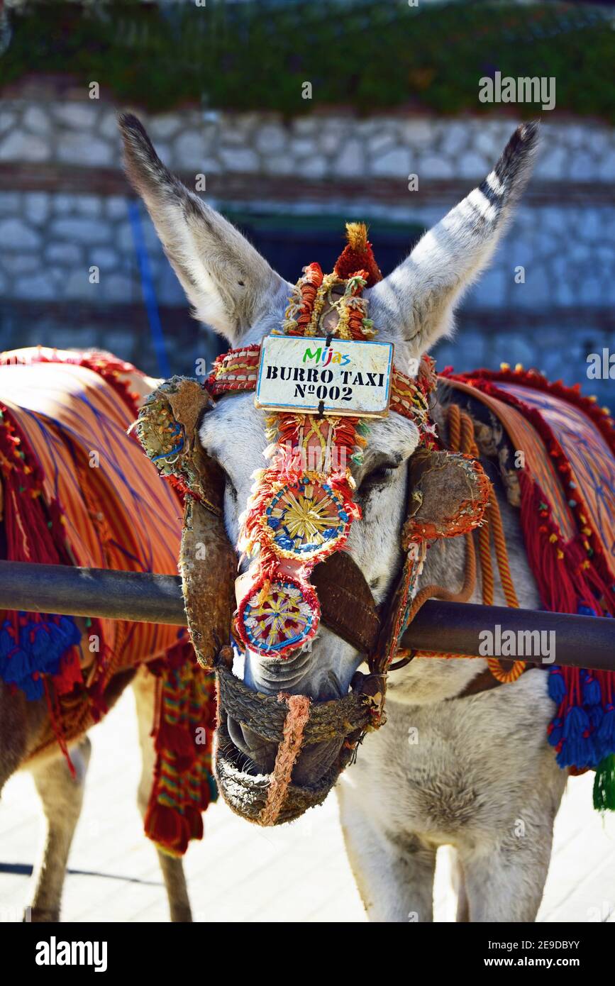 mule (Equus asinus x caballus), taxi to visit the town, Spain ...