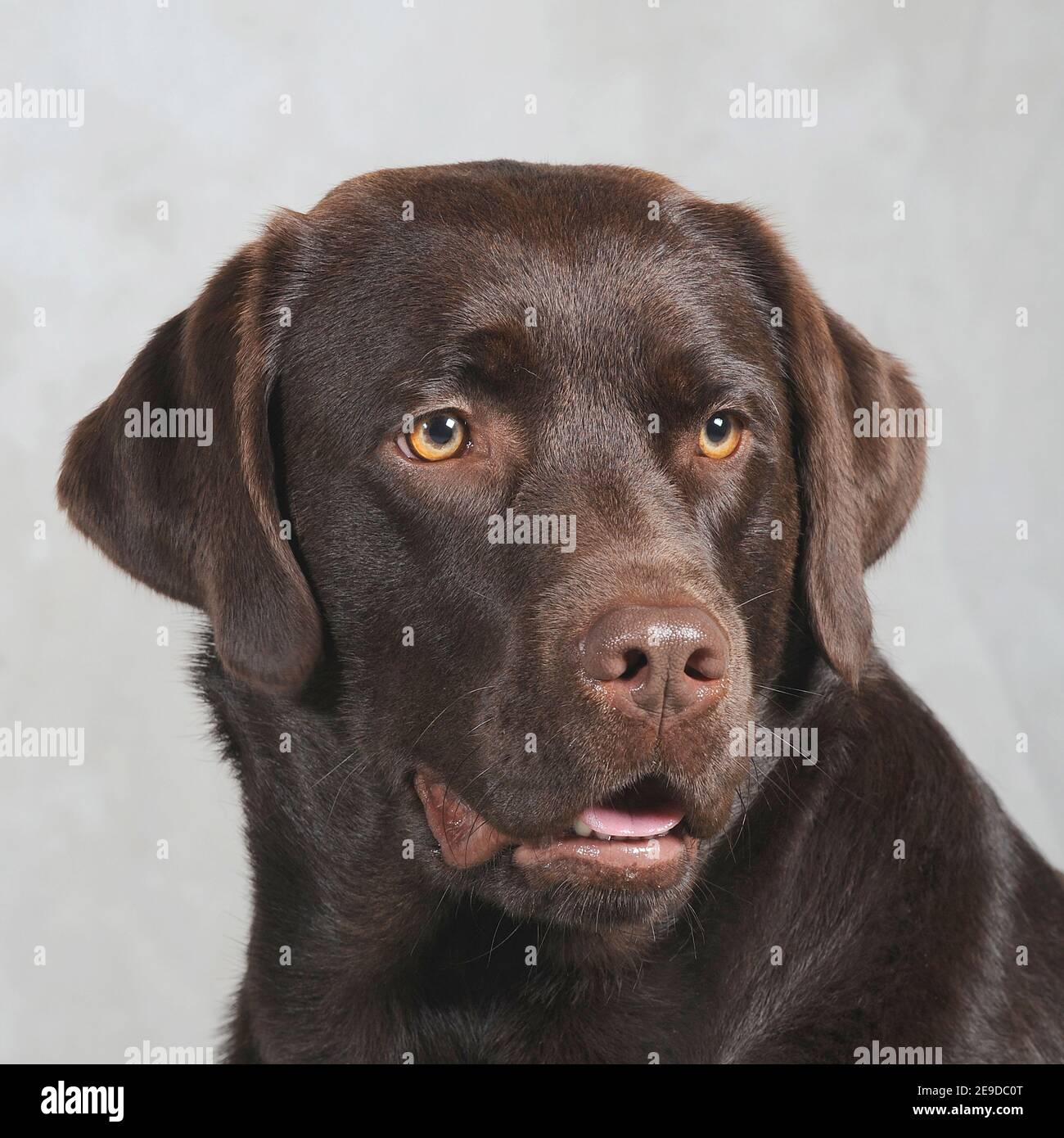 labrador retriever, chocolate Stock Photo - Alamy