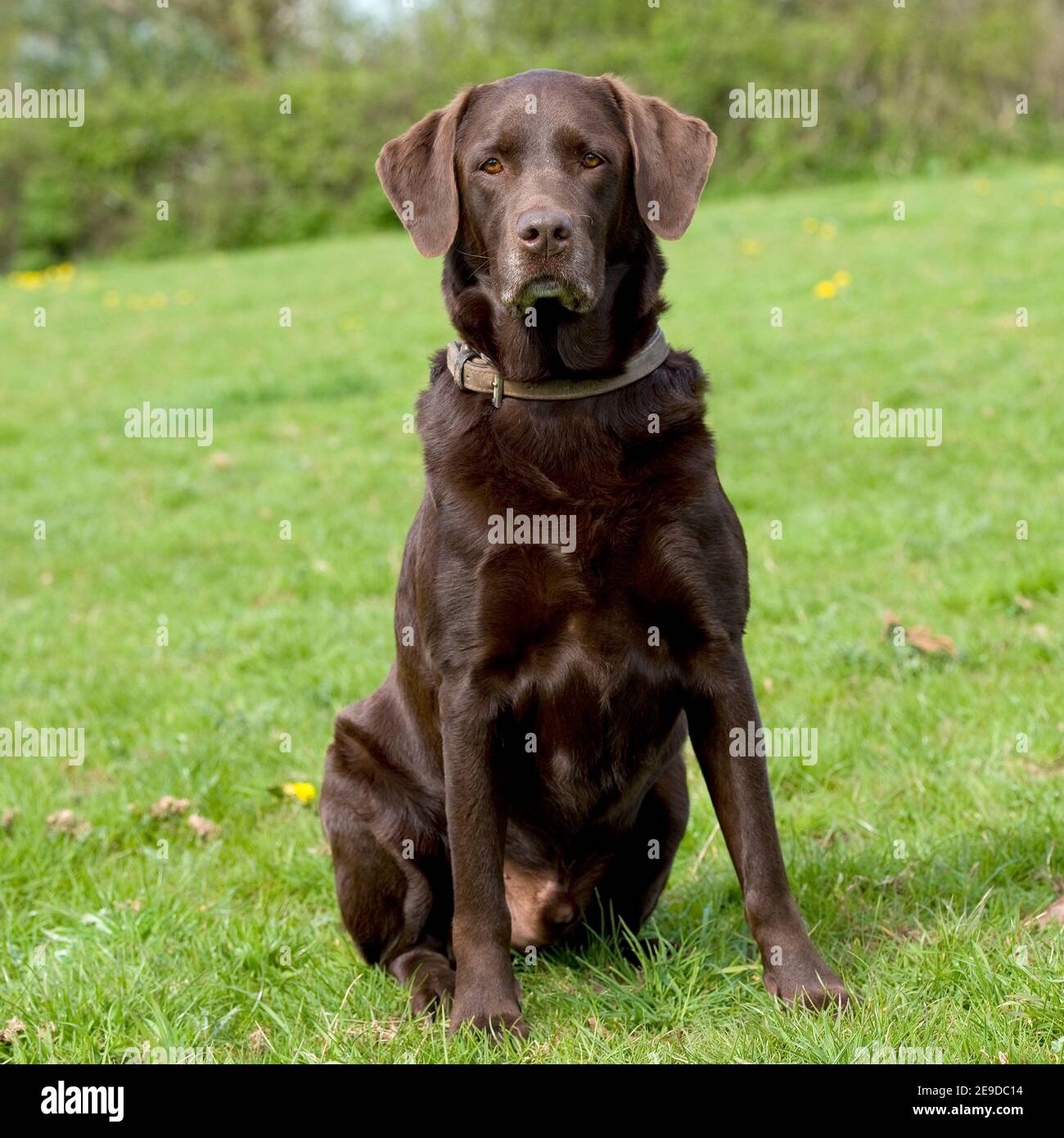 labrador retriever, chocolate Stock Photo - Alamy