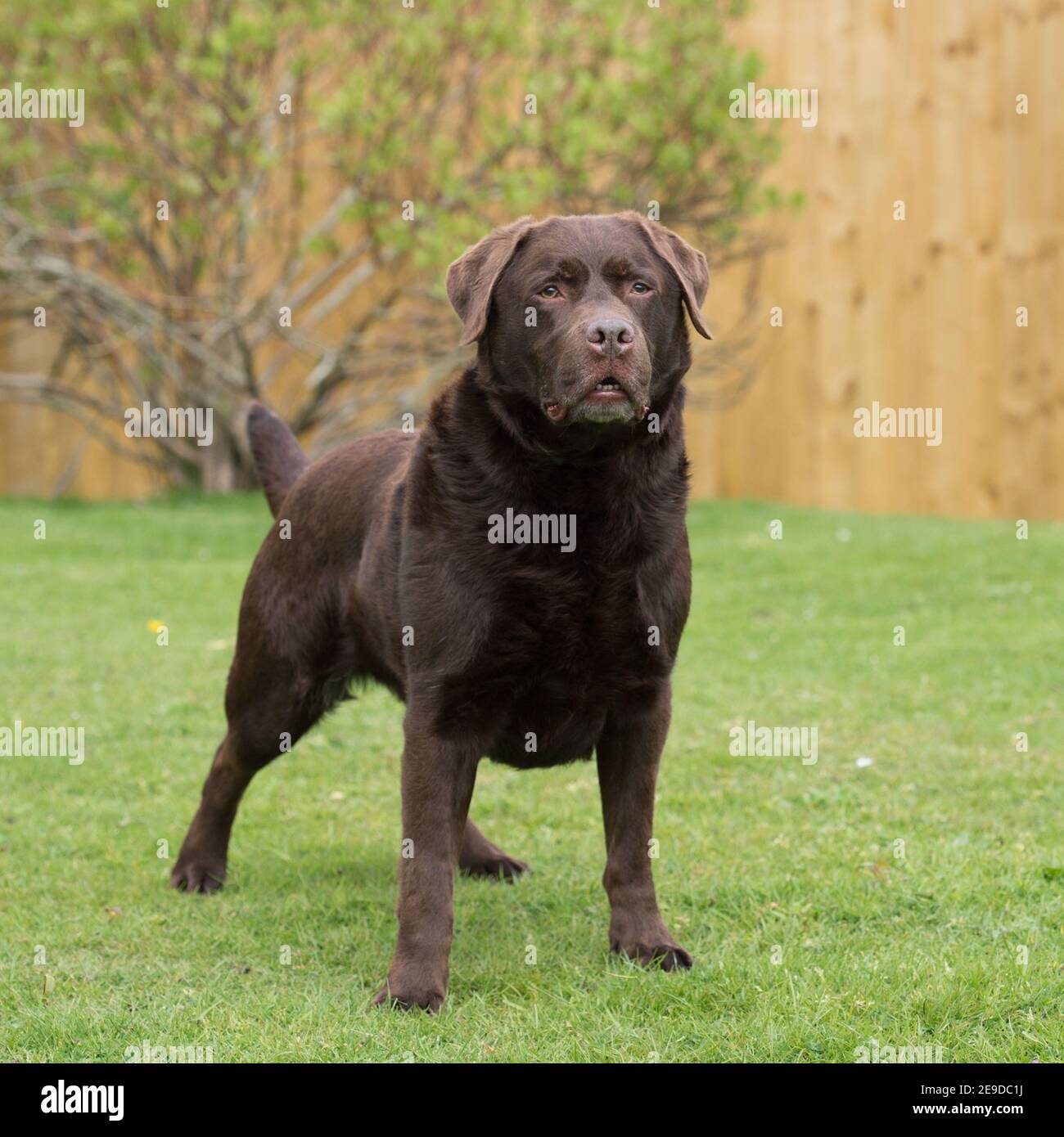 chocolate labrador retriever Stock Photo - Alamy