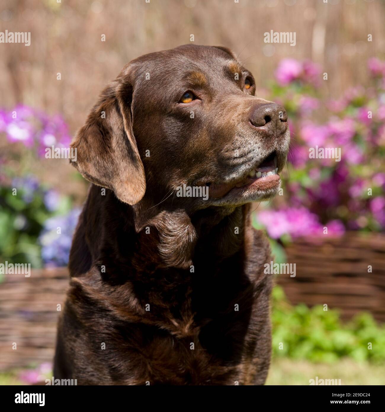chocolate labrador retriever Stock Photo - Alamy
