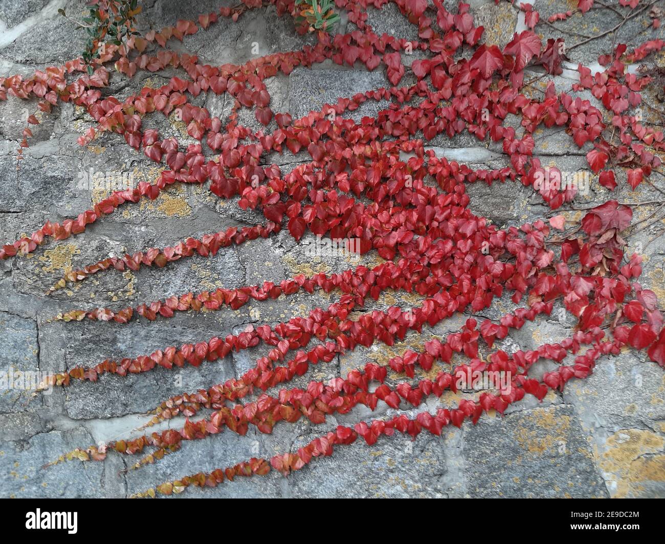 Creeping around hi-res stock photography and images - Alamy