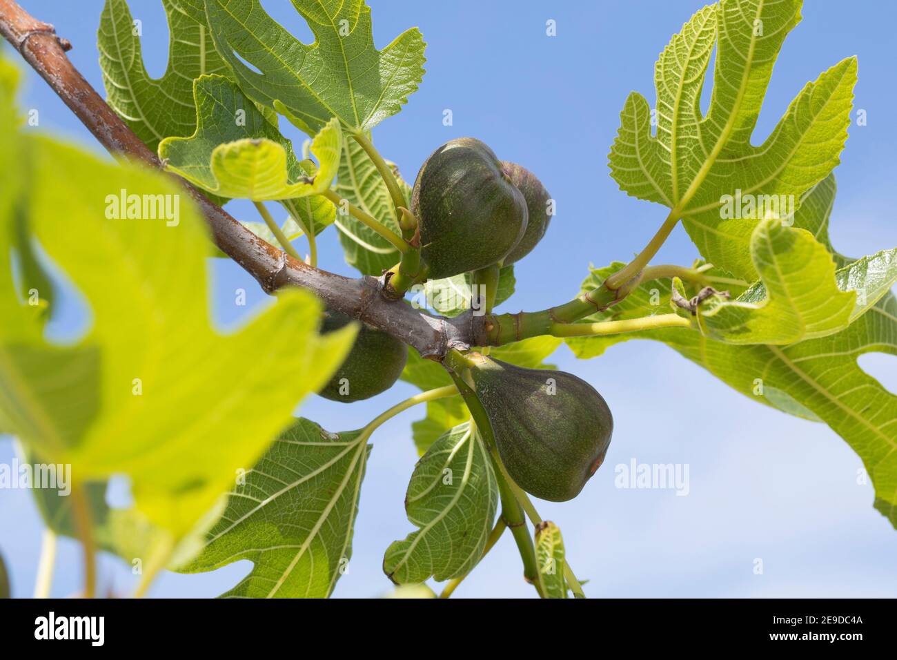 Edible fig, Common fig, Figtree (Ficus carica), figs on a branch at ...