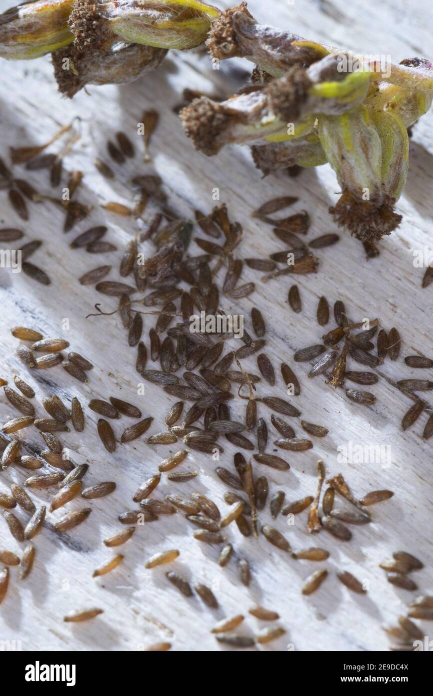 Common Mugwort Common Wormwood Artemisia Vulgaris Collected Seeds