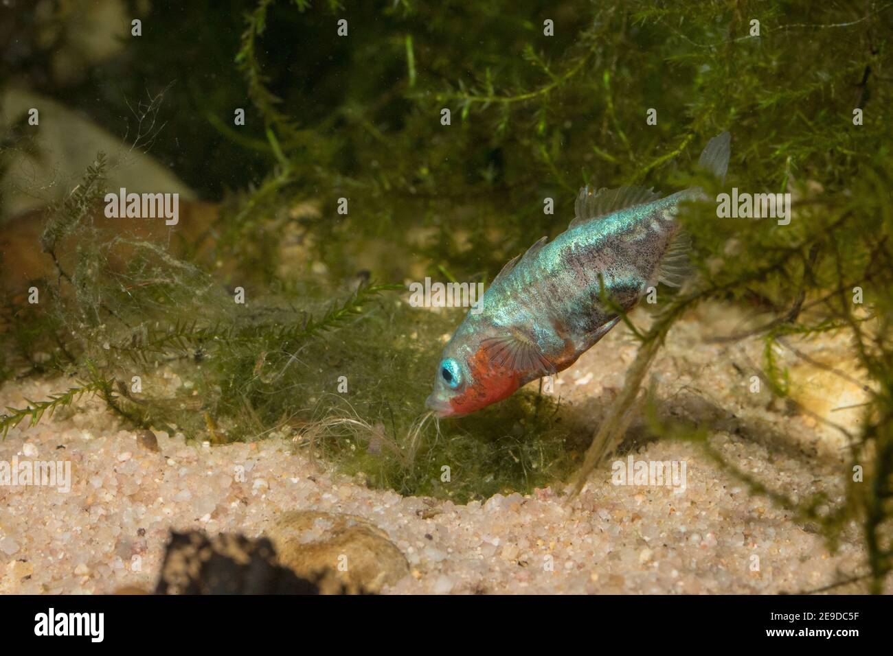 three-spined stickleback (Gasterosteus aculeatus), male in spawning ...
