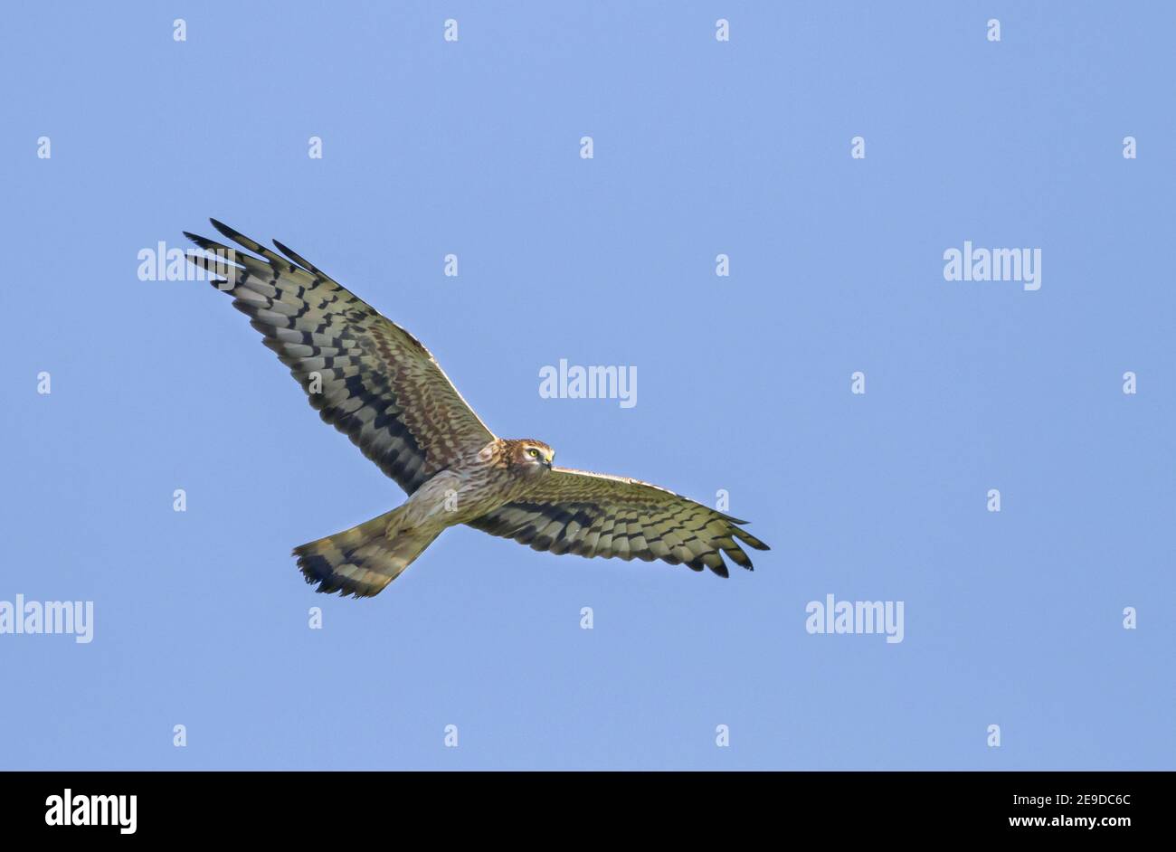 montague's harrier (Circus pygargus), adult female in flight, Germany ...