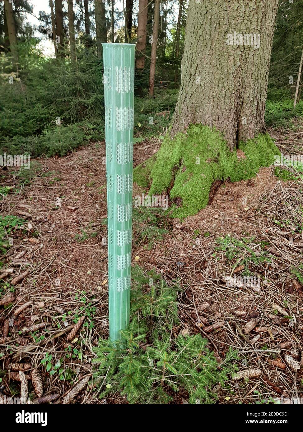 tree planting with tree sleeve as protection against browsing by game ...