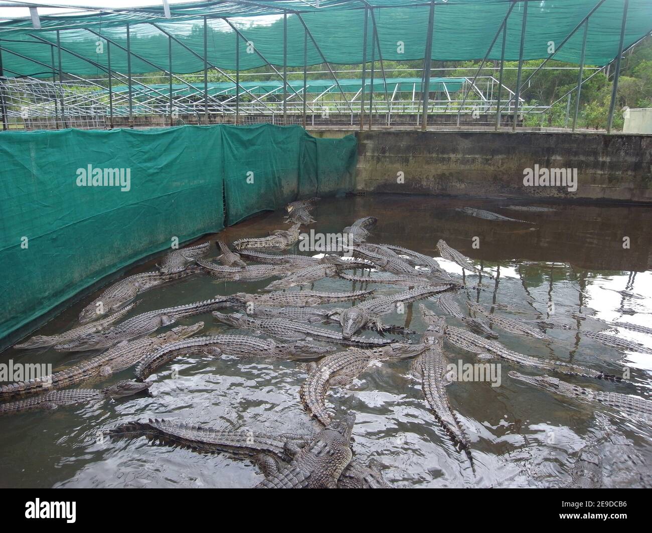 saltwater crocodile, estuarine crocodile (Crocodylus porosus ...